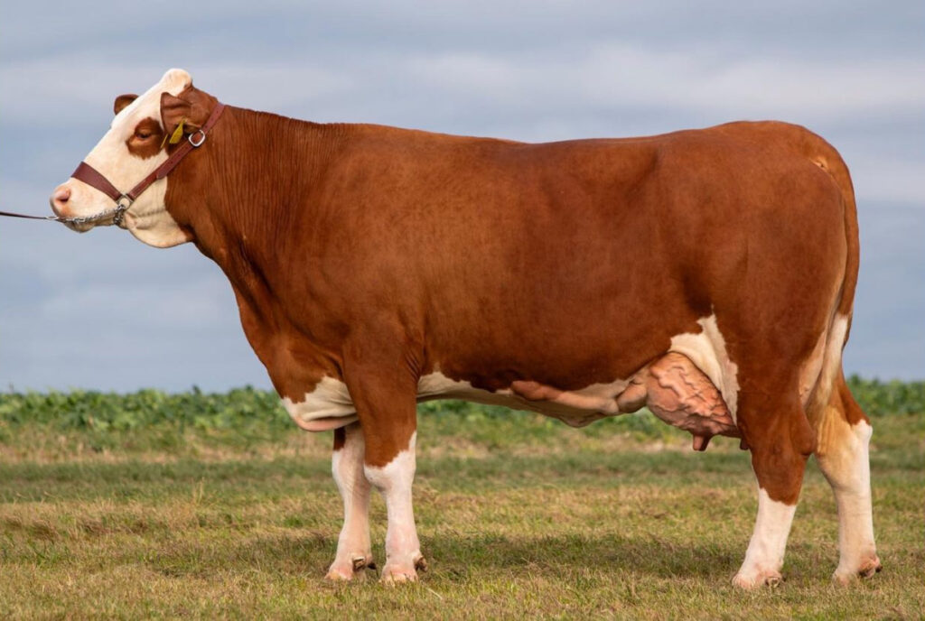 Big Bear GeneticsSires & Semen Sales - Big Bear Genetics